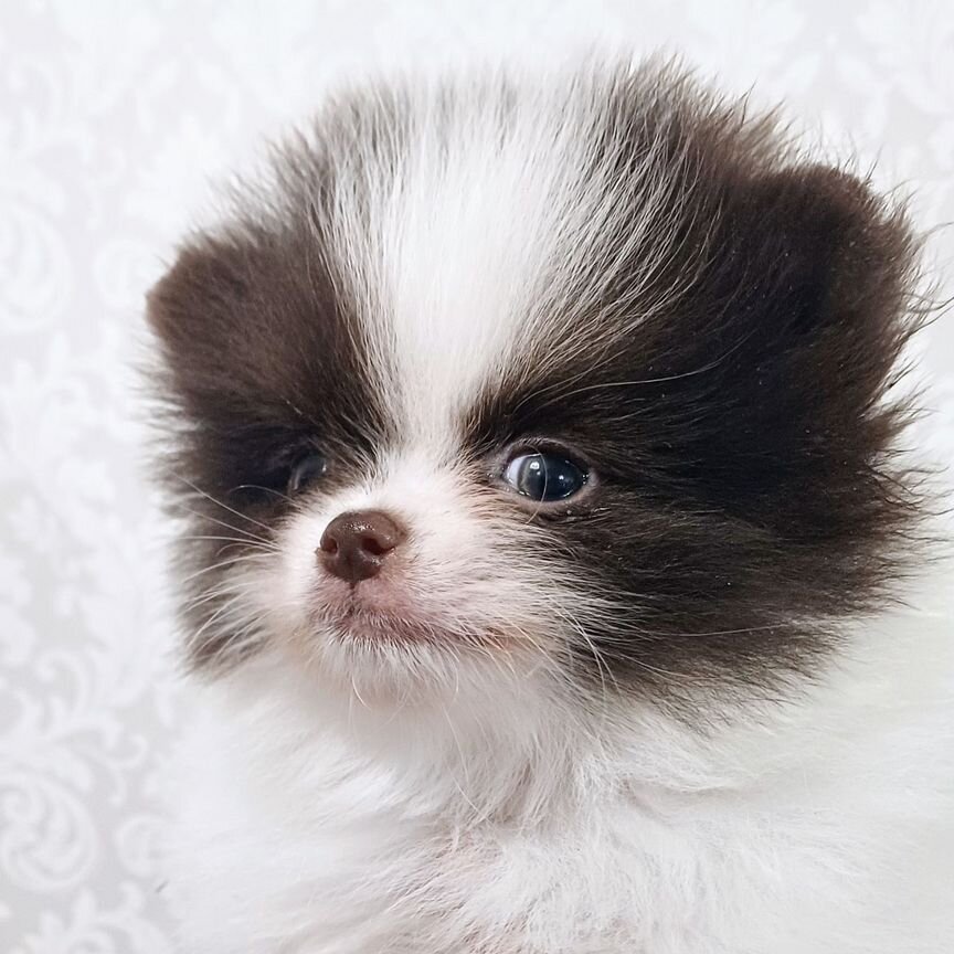 Чудо шпиц, крошечный