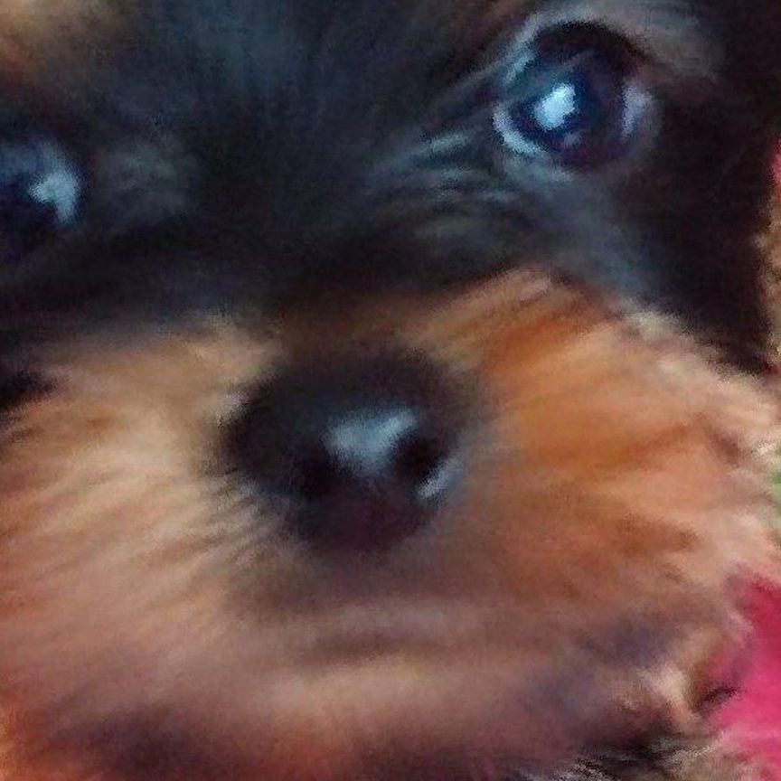 Йоркширский терьер