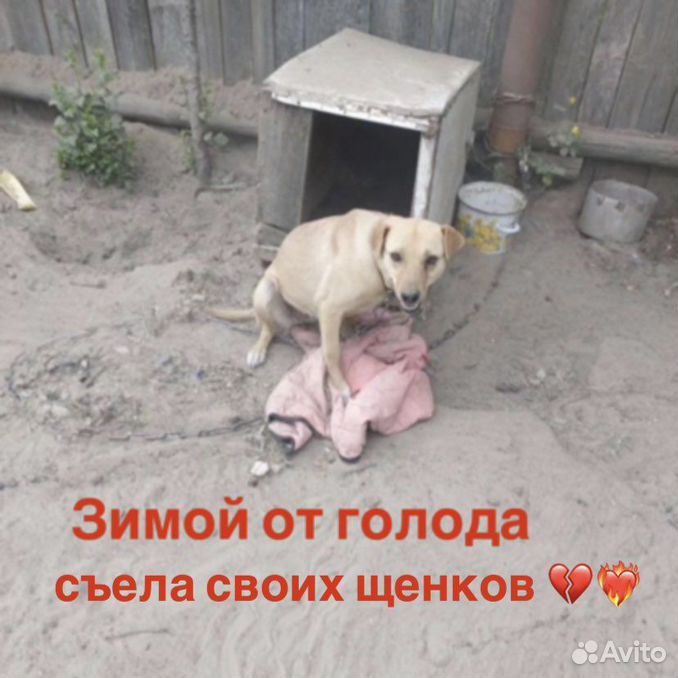 Собака ищет спасение