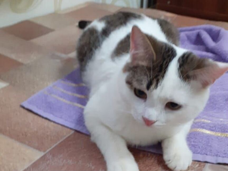 Котёнок Елисей, кастрированый