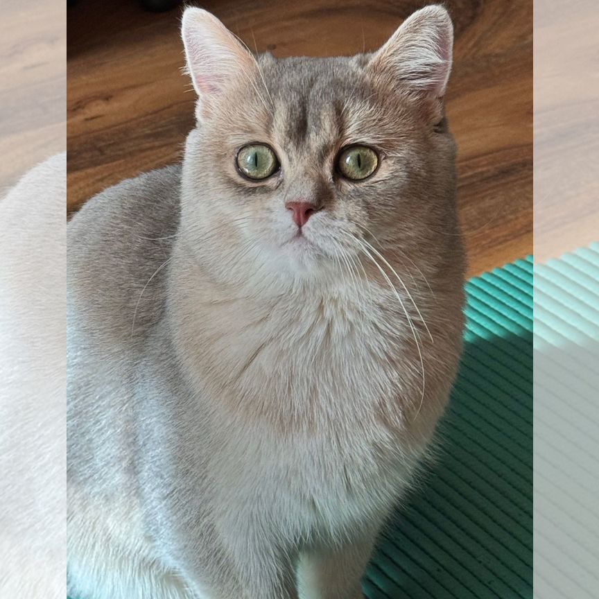 Вязка с шотландским котом