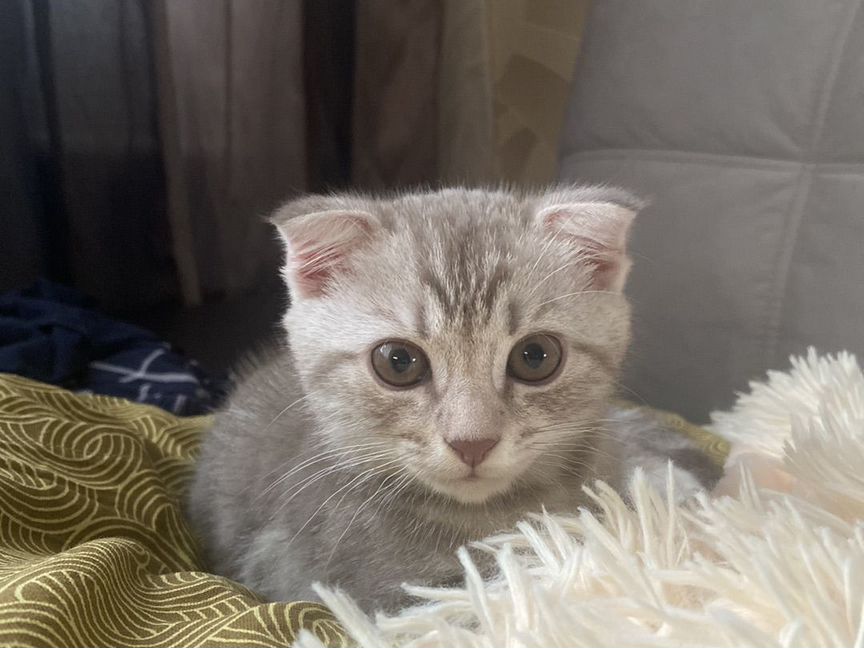 Шотландский котенок