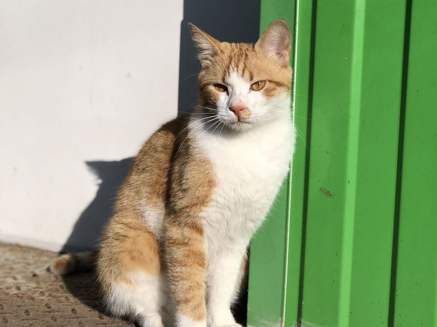 Красавчик-котик ищет дом