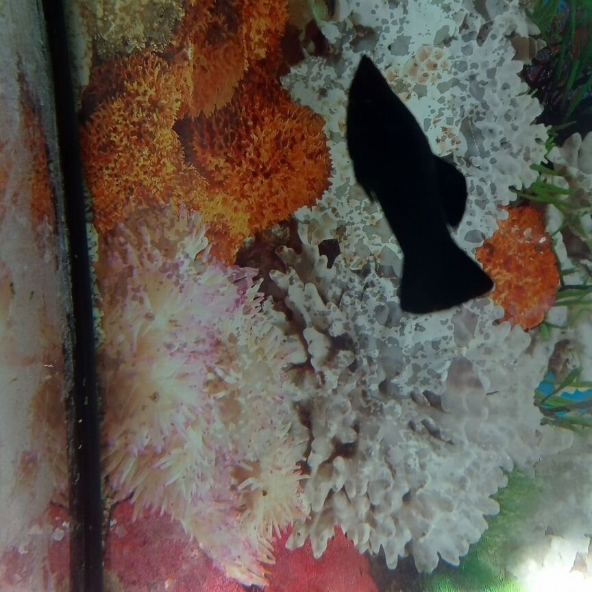 Малинезии черные