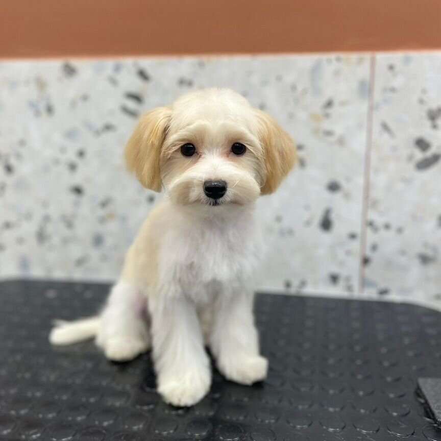 Мальтипу, щенок