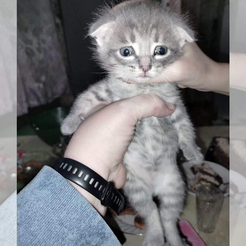 Шотландский вислоухий длинношёрстный котёнок