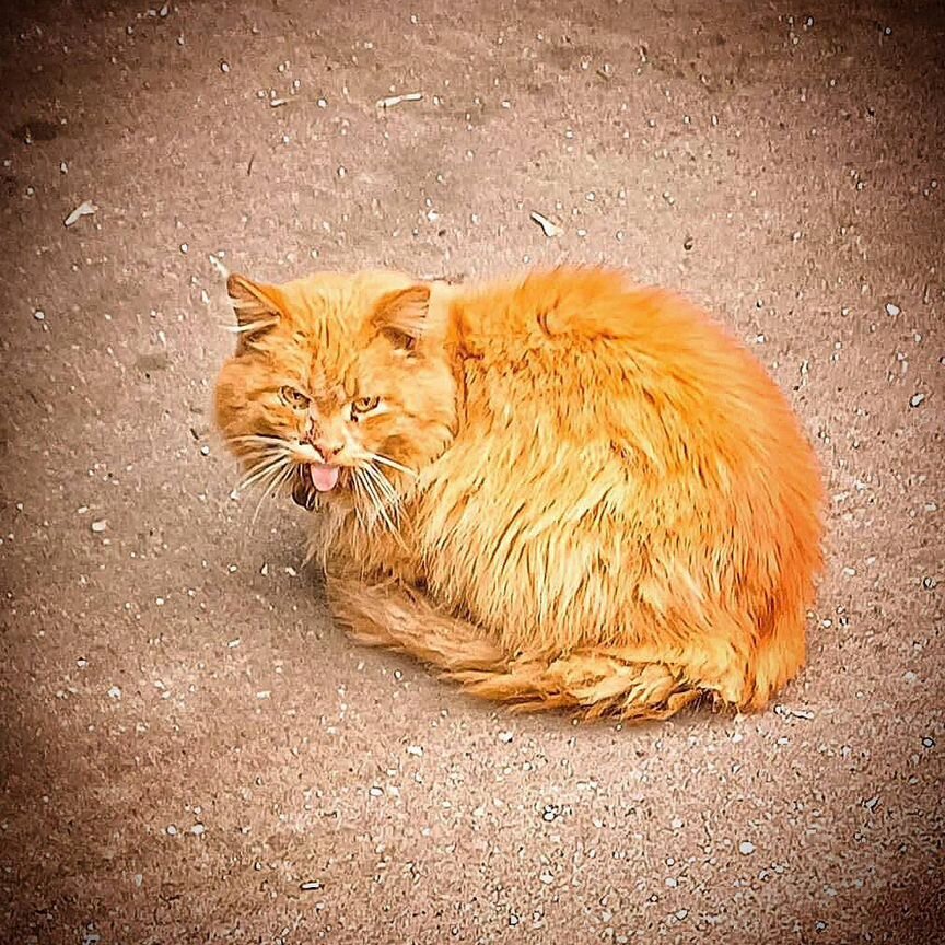 Кошки в добрые руки