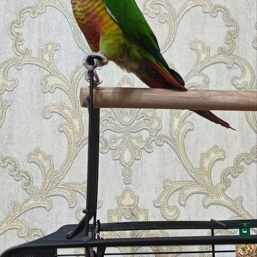 Попугаи пиррура