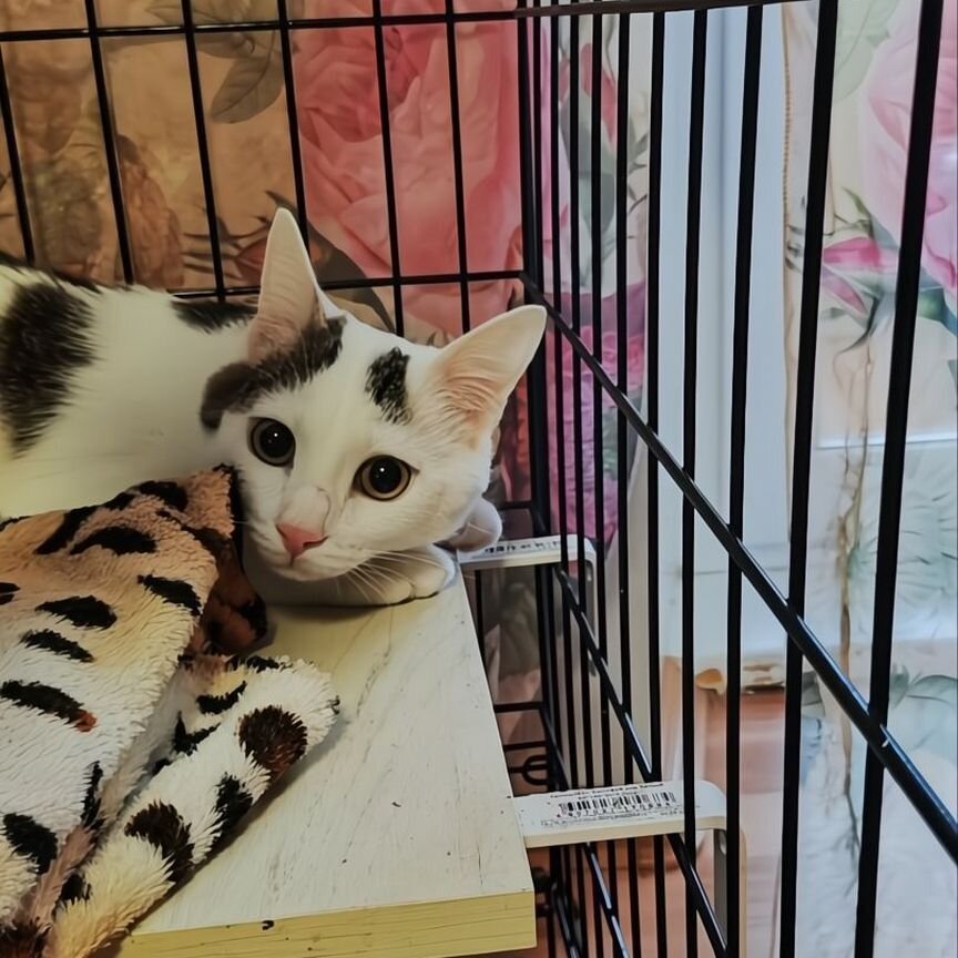 Котёнок в добрые руки