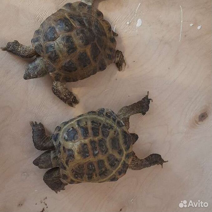 Черепаха сухопутная бесплатно