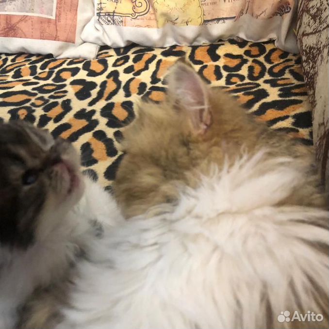 Предлагаются к бронированию котята персики