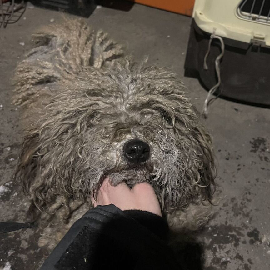 Взрослый пёс в добрые руки