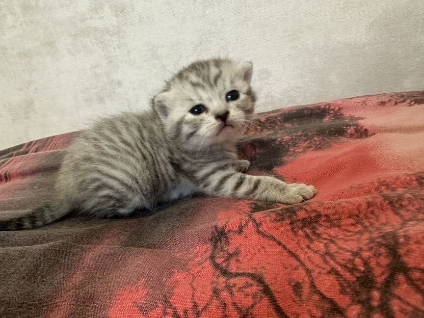 Шотландская