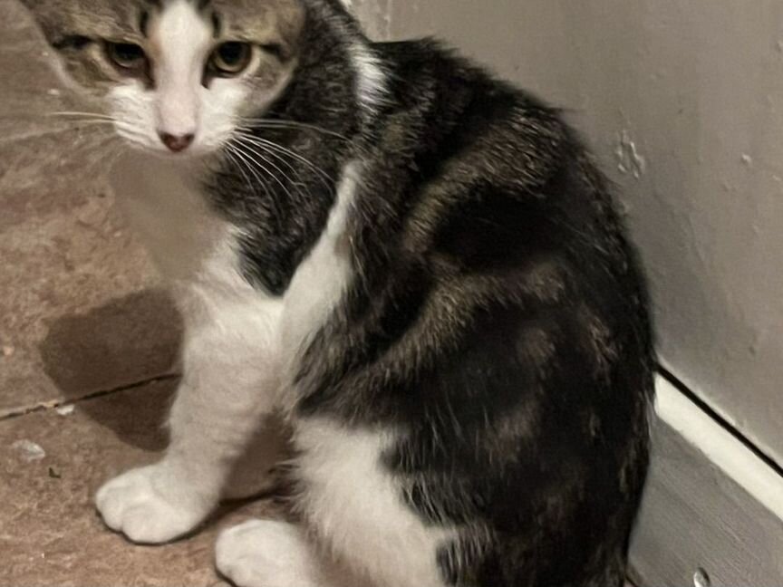 Котенок мальчик мраморный 4 мес