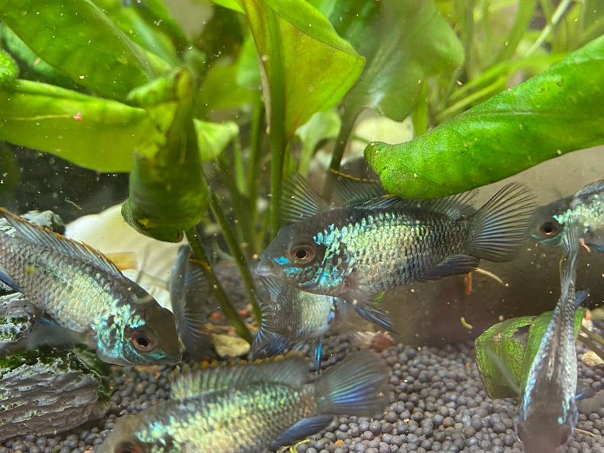 Наннакара неоновая подростки