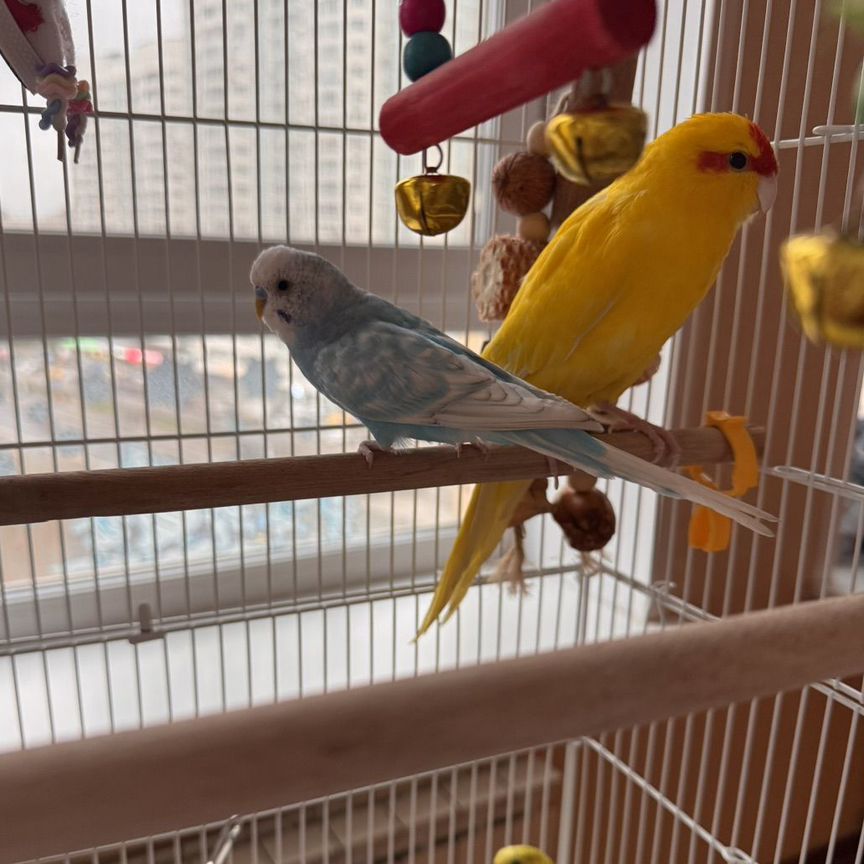 Волнистые попугаи и какарик