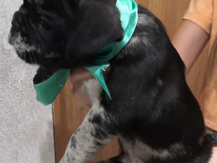 Французский бульдог щенки