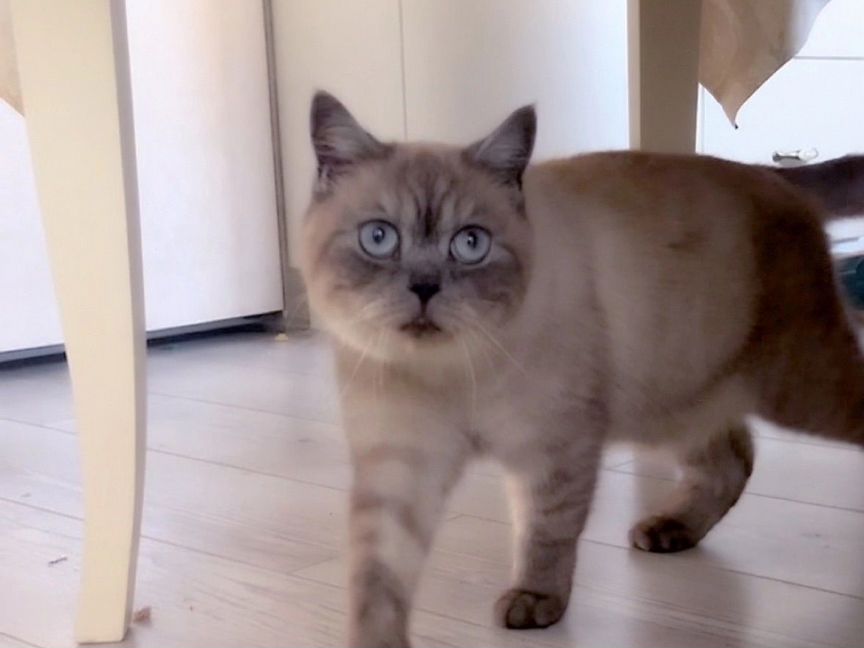 Кот ищет дом в доьбрые руки