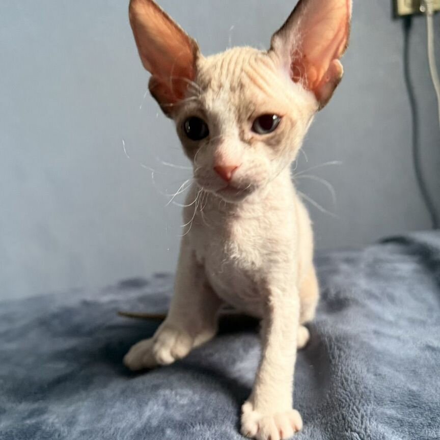 Донской сфинкс котёнок