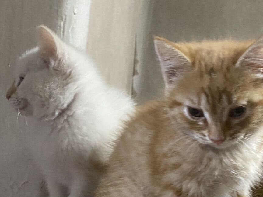 Котята