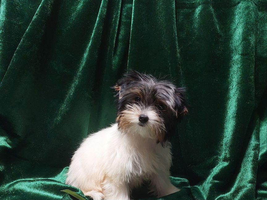 Бивер девочка