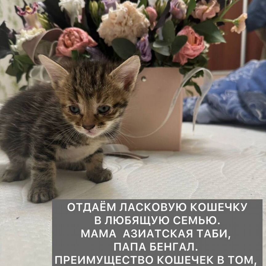 Котята в добрые руки 1 месяц