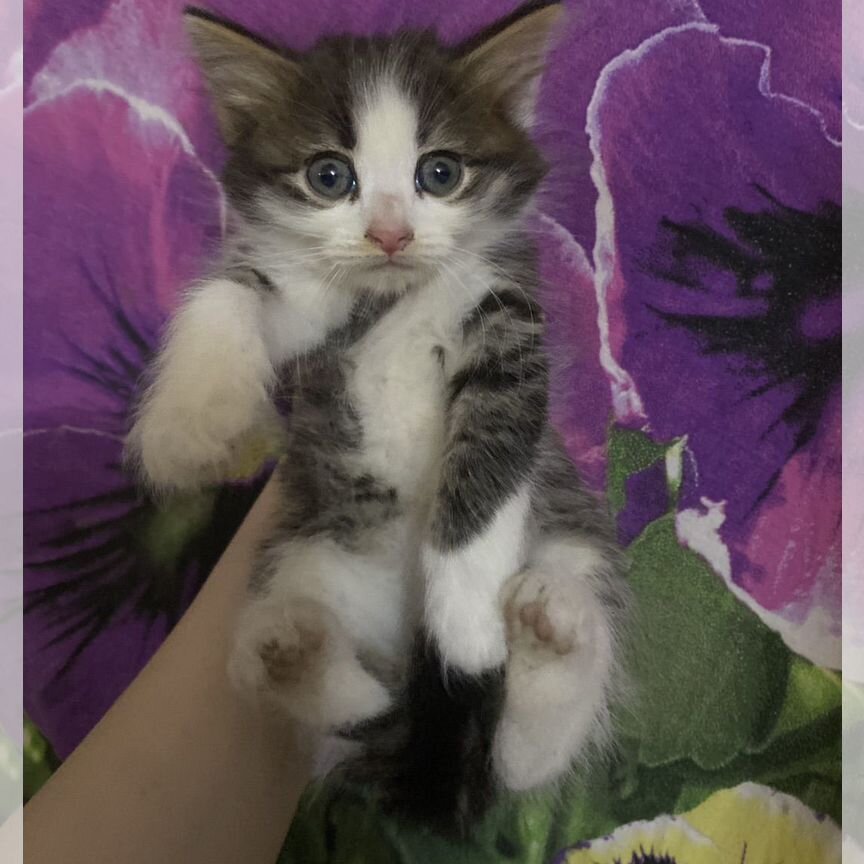 Котёнок в добрые руки