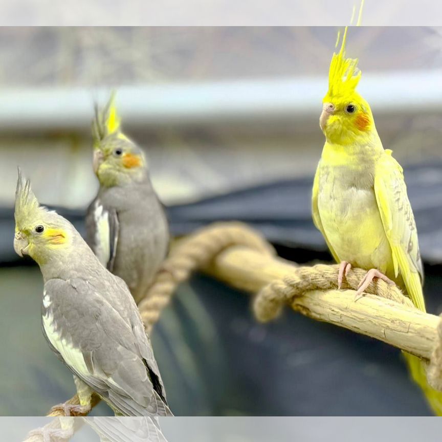 Попугай Корелла Какарик малыши