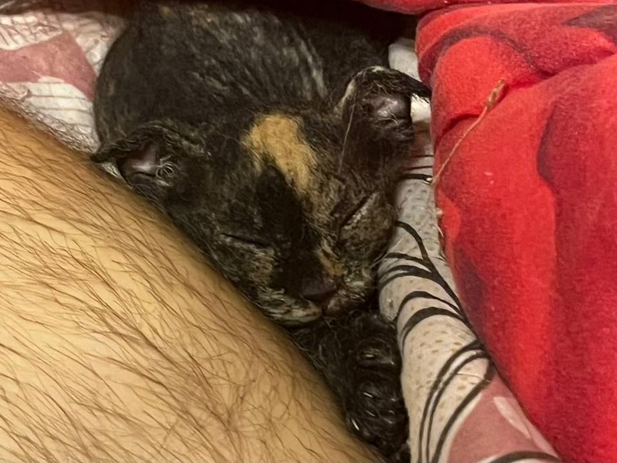 Отдам кошку украинский левкой