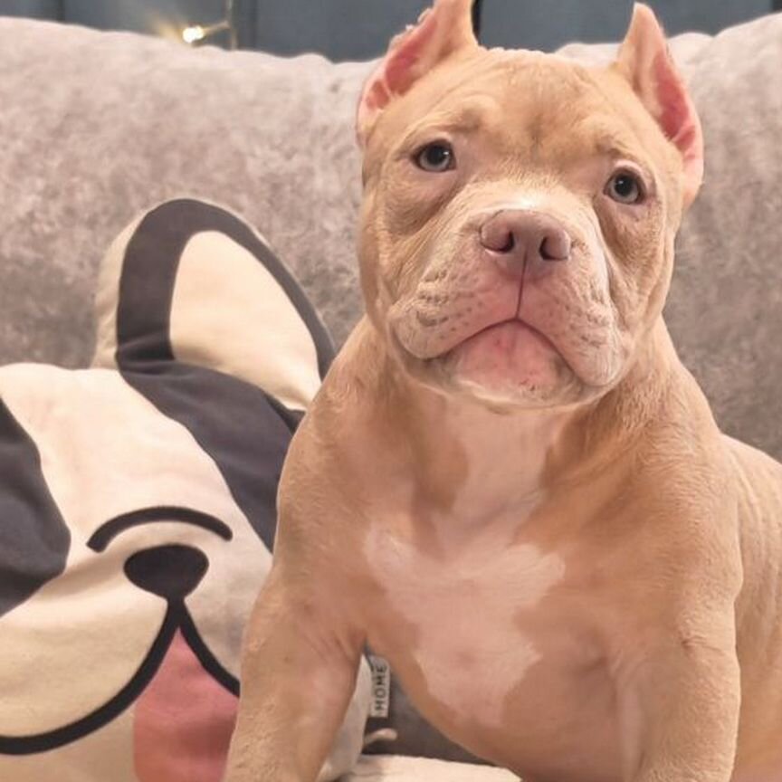 Американский булли, щенок