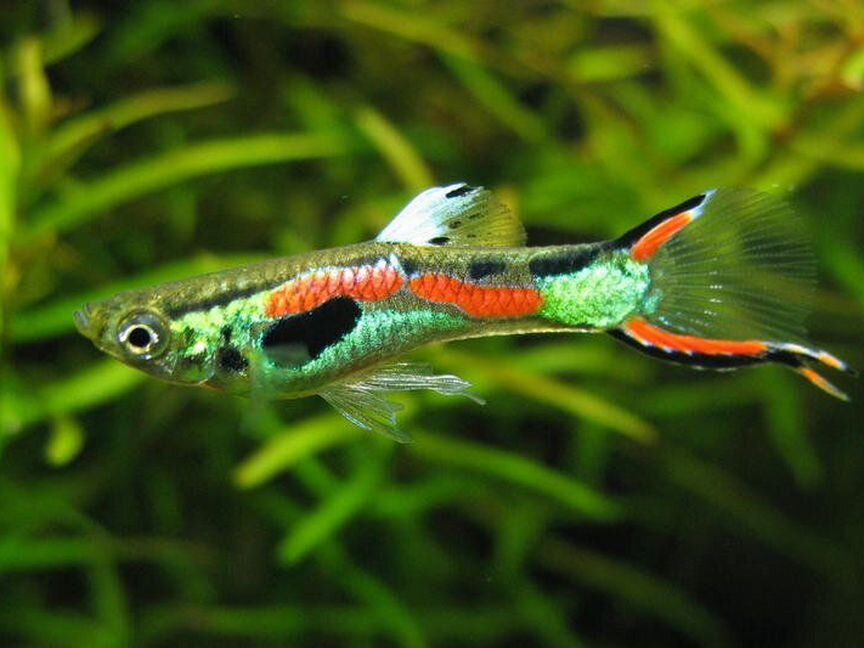 Аквариумные рыбки гуппи