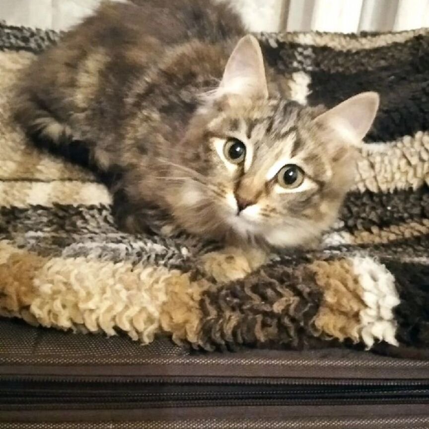 Котенок в добрые руки