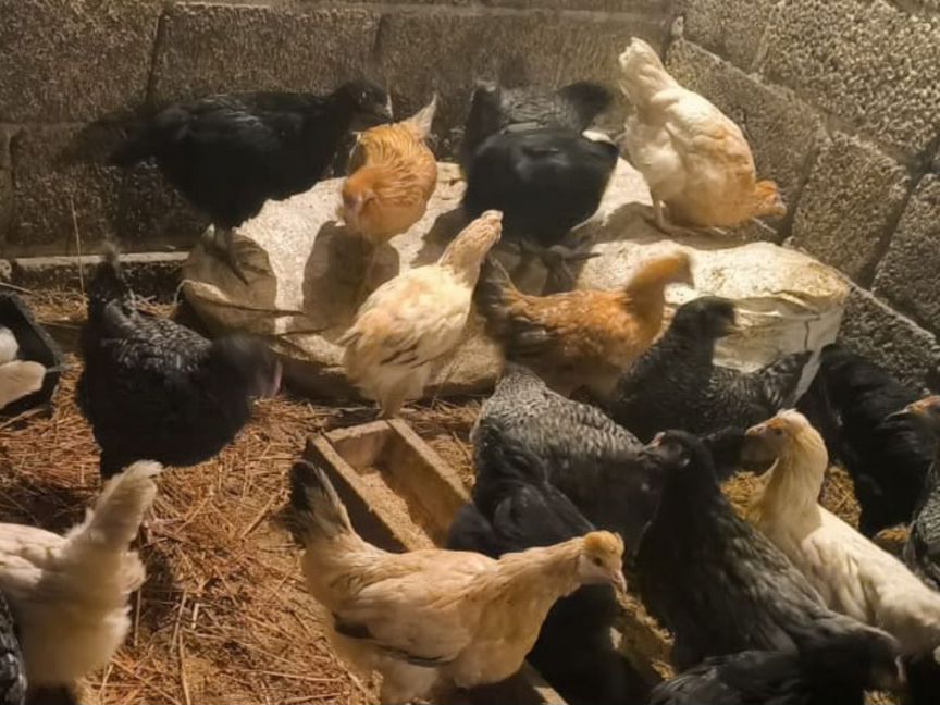 Куры несушки молодки и старки