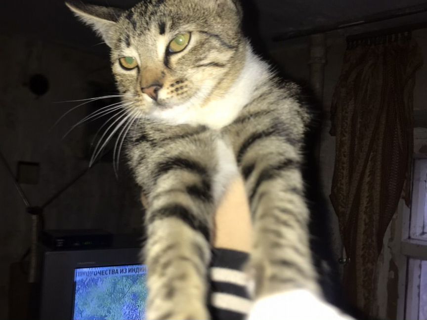 Кошка 4мес в добрые руки