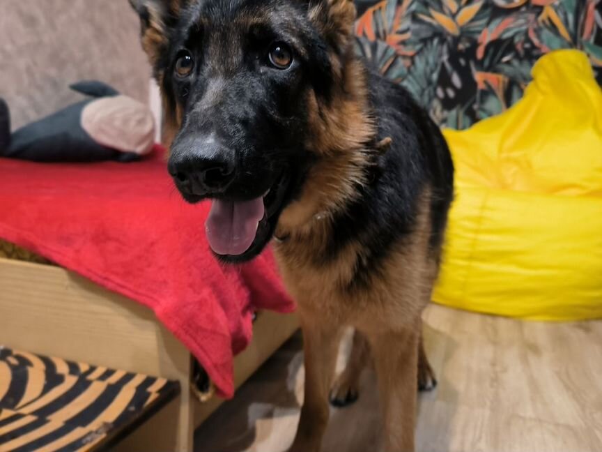 Немецкая овчарка в добрые руки