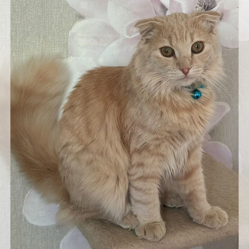 Вислоухий кот