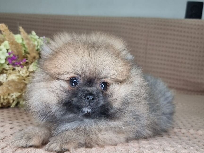 Померанский шпиц