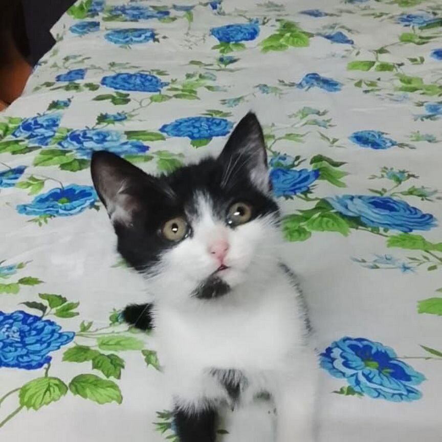 Котёнок в добрые руки