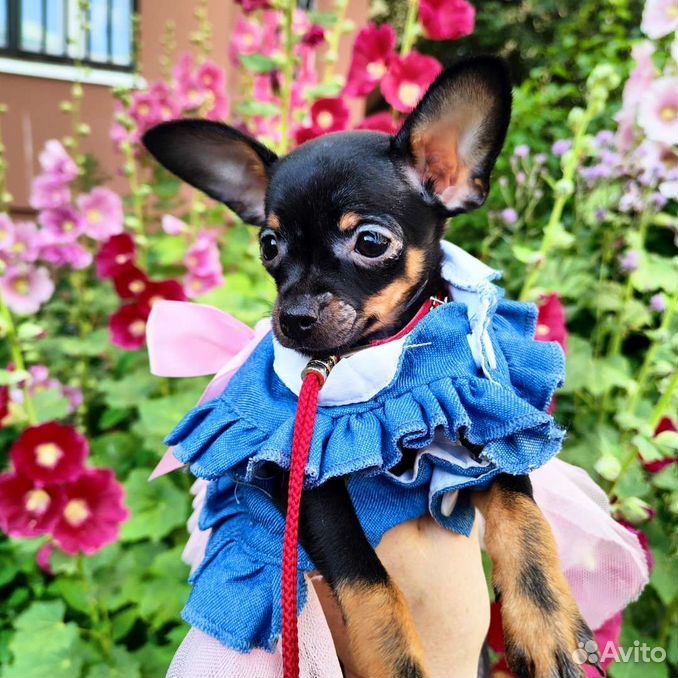 Русский той девочка супер-мини