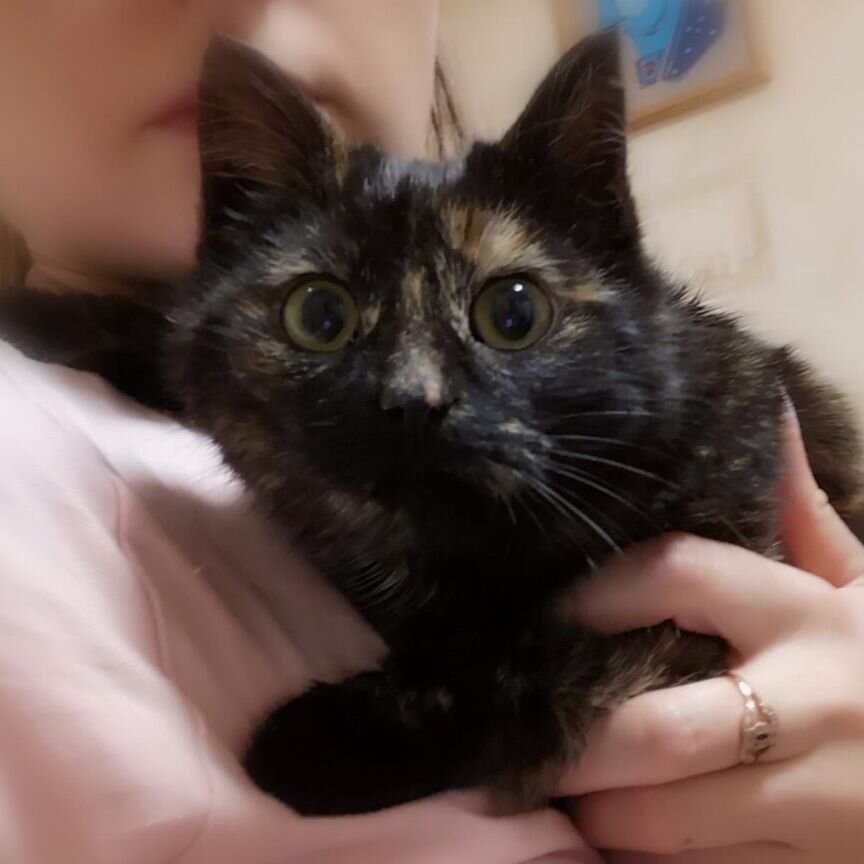 Кошечка в добрые руки