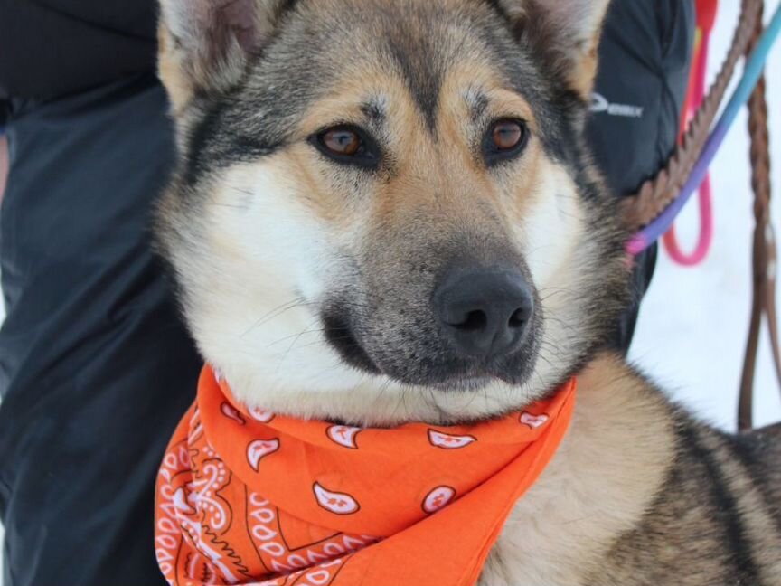 Собака Умка.приют