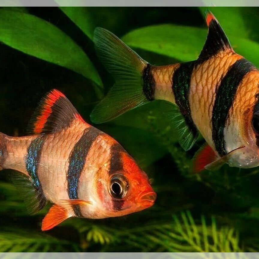 Аквариумные рыбки