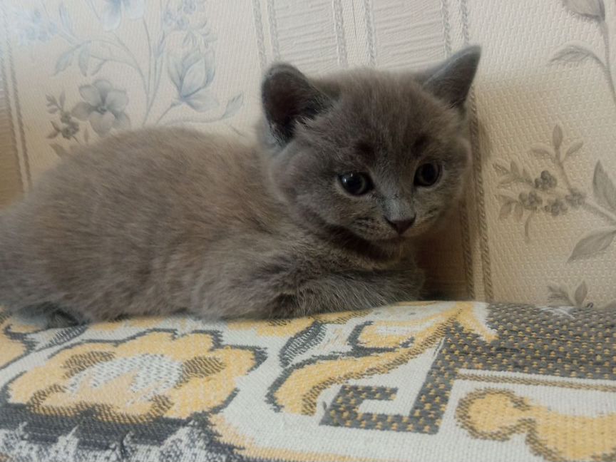 Котенок девочка