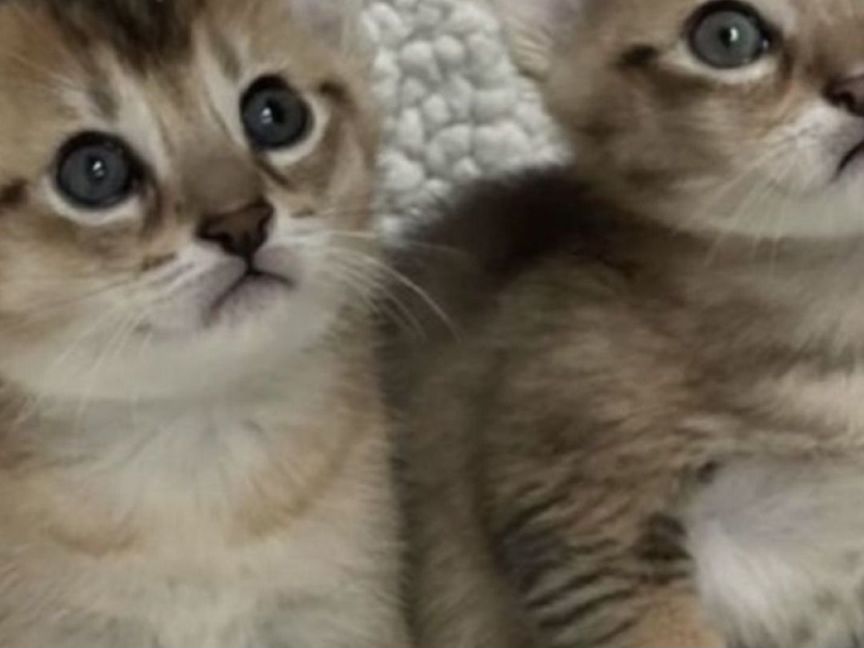 Котята