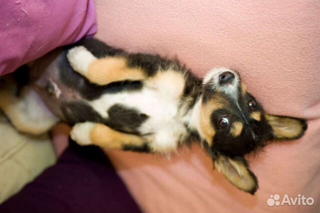 Нафаня ищет семью.В дар