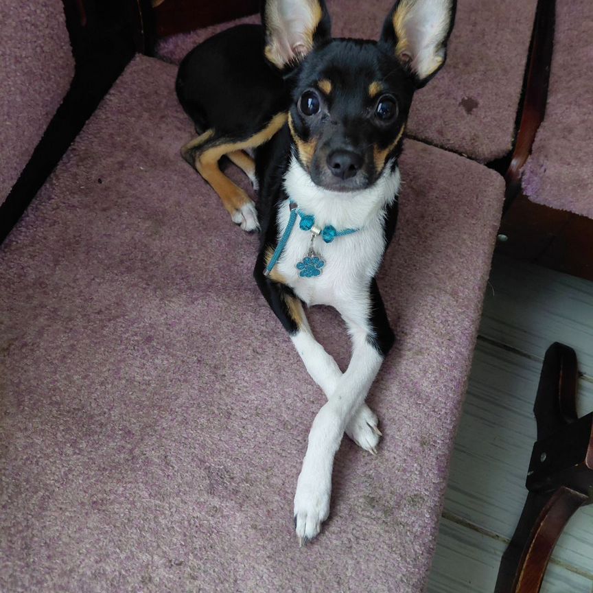 Русский той-терьер, щенок