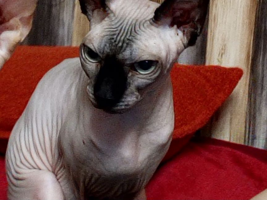 Отдам в добрые руки