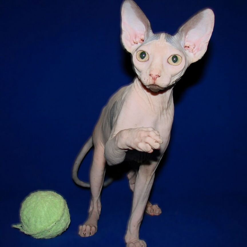 Канадский Сфинкс WCF документы