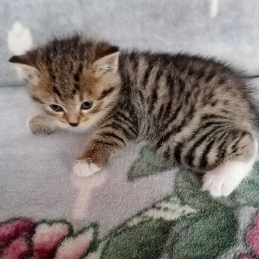 Отдам котенка 1 месяц 10 дней