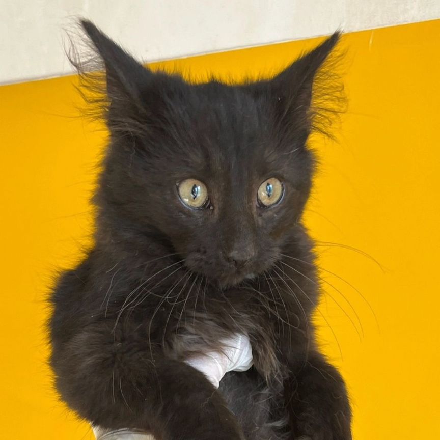 Смешной малыш 3 месяца